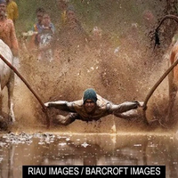 RIAUPAGI.com | Sapi Jantan Jadi Pacuan, 'Masih Simbol Budaya yang ...