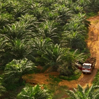 RIAUPAGI.com | Kehadiran 'Orang Dalam' di Grup Wilmar, Sinar Mas dan Jhonlin Diduga Sudah ...