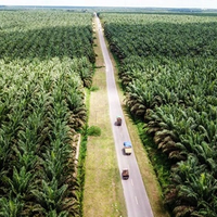 RIAUPAGI.com | 6 Juta Hektar Kebun Sawit Termasuk di Riau Bertahun-tahun Masih Ngemplang Bayar Pajak