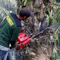 RIAUPAGI.com | Pemprov Riau Beri Peringatan Pengusaha Sawit Ilegal di Atas Lahan 1,2 Juta Hektar ...