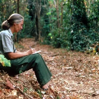 RIAUPAGI.com | Jane Goodall Pakar Simpanse Terkemuka Meninggal Dunia ...